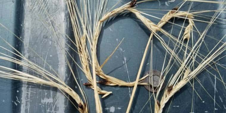Ergot Disease on the Rise in Wyoming Bighorn Basin Barley | Northern Ag ...