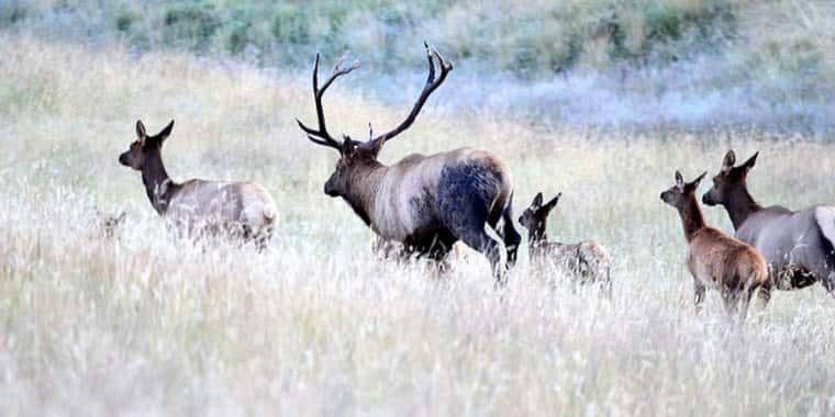 elk-herd.jpg | Northern Ag Network