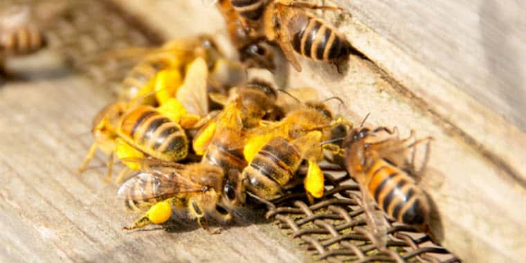 Mysterious "zombie bee" scourge reaches new state | Northern Ag Network