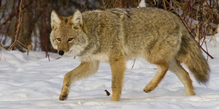 Coyote Catalog helps North Dakota Landowners | Northern Ag Network