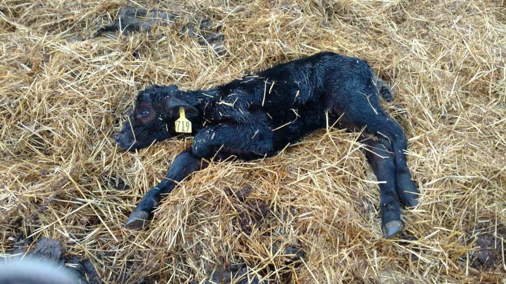Scours A Problem In North Dakota Calves News Dakota