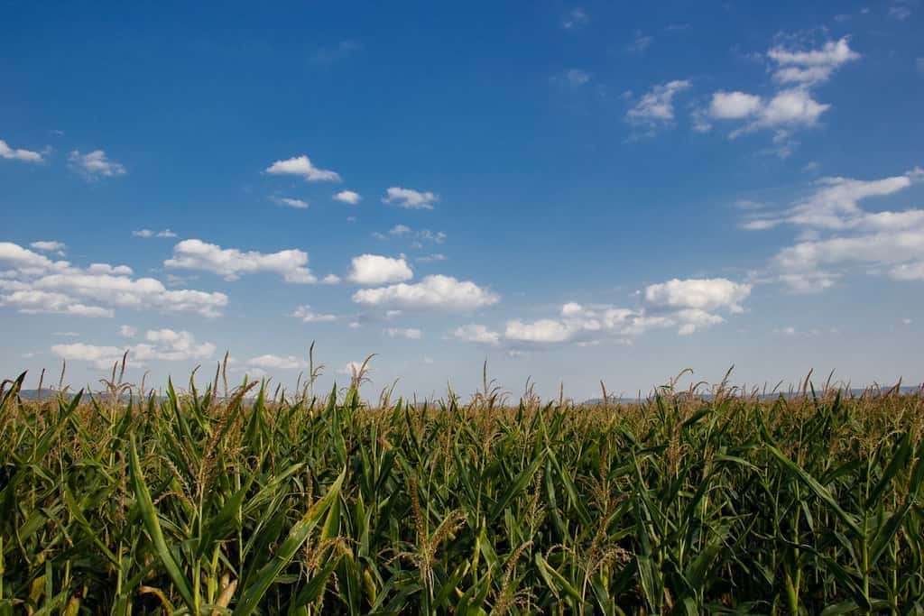 Private Analysis Projects Corn Acres at 79.6 Million | News Dakota
