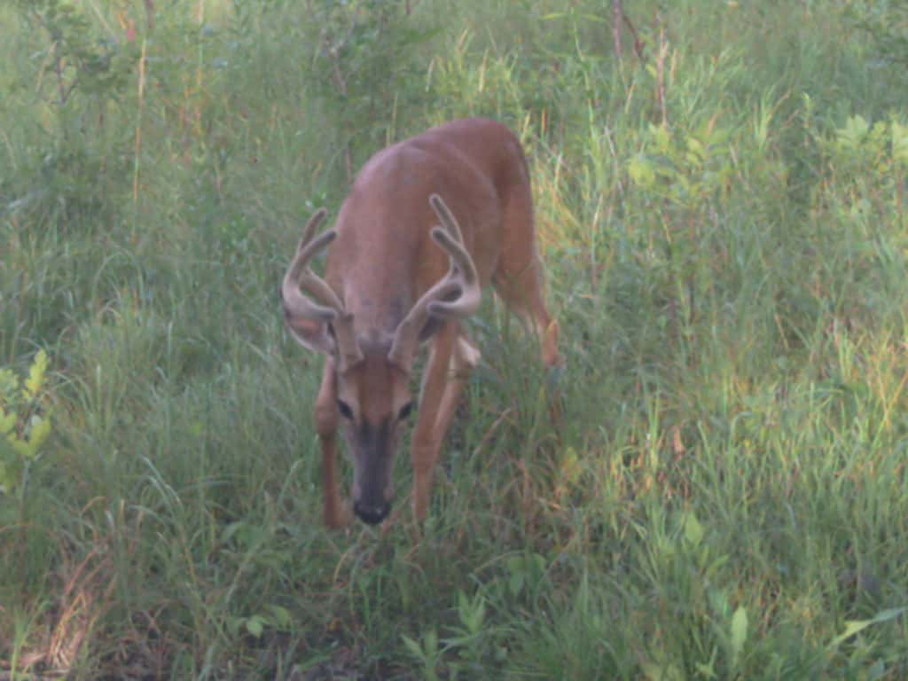Lick Tricks for Deer Pics | News Dakota