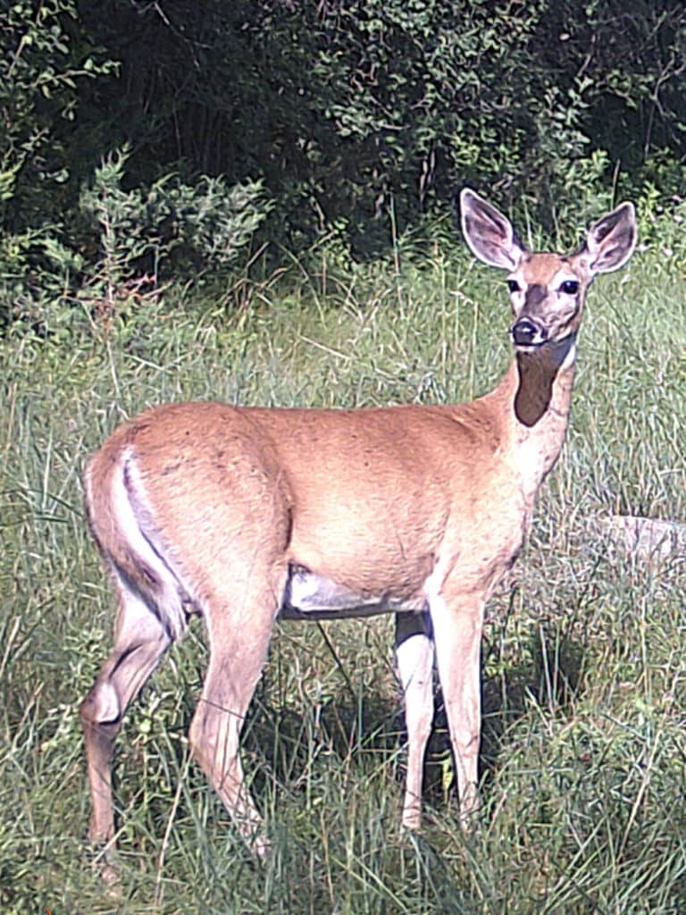 Disabled Veterans Deer Hunt Application Deadline April 29 | News Dakota