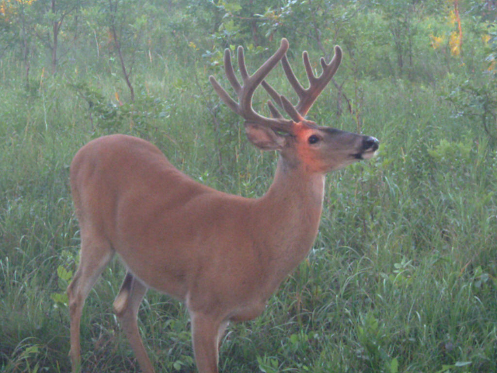 G&F: Deer Replacement Tag Reminder | News Dakota