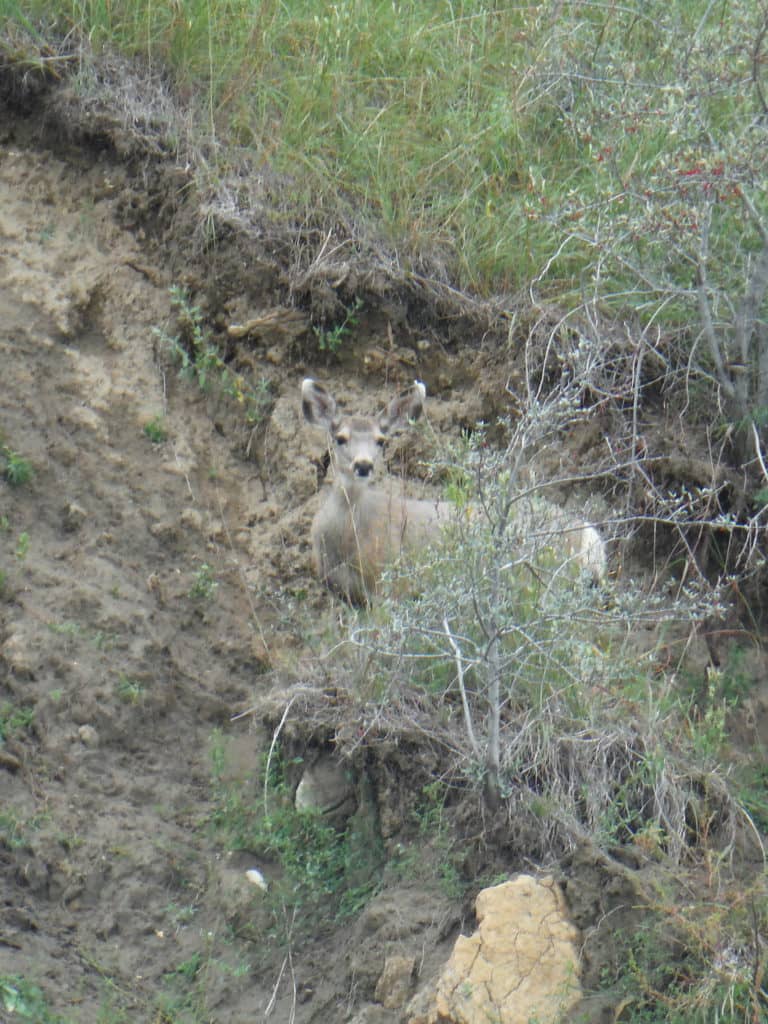 More and Larger Muleys a Possibility for Fall | News Dakota