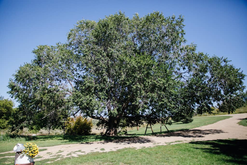 New Champion Trees Crowned In North Dakota | News Dakota