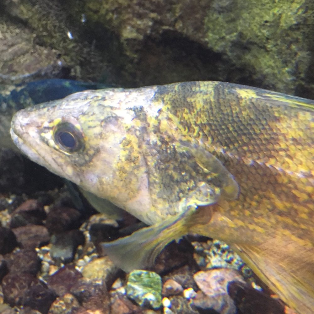 Devils Lake Set for Good Angling in 2025 | News Dakota