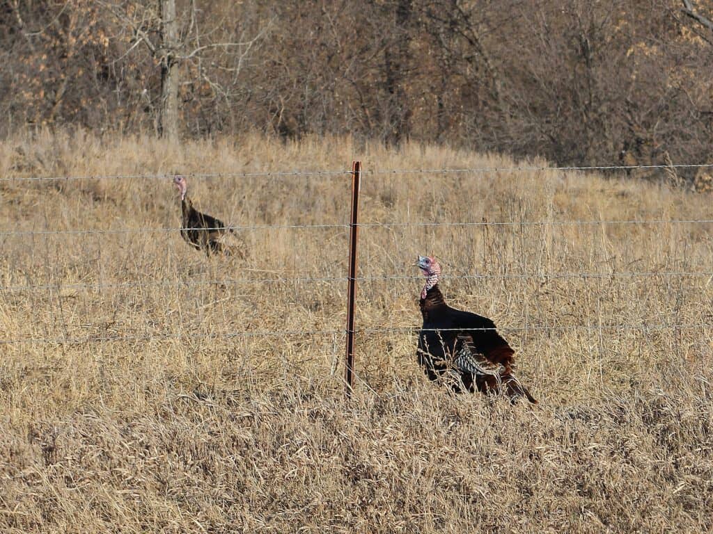 Strong Turkey Season Highlights NWTF Mission | News Dakota