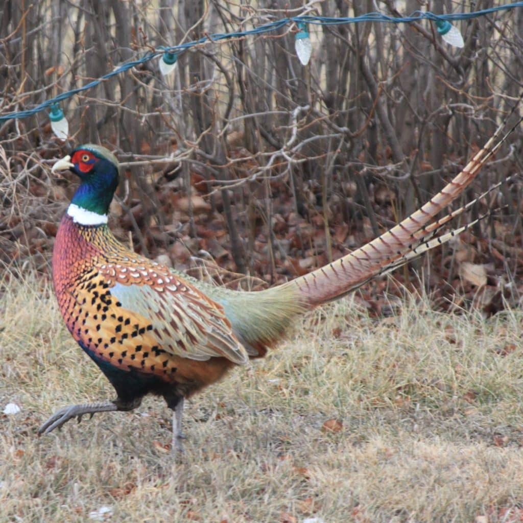 Wet Autumn Wrinkles Bird Hunting in North Dakota | News Dakota