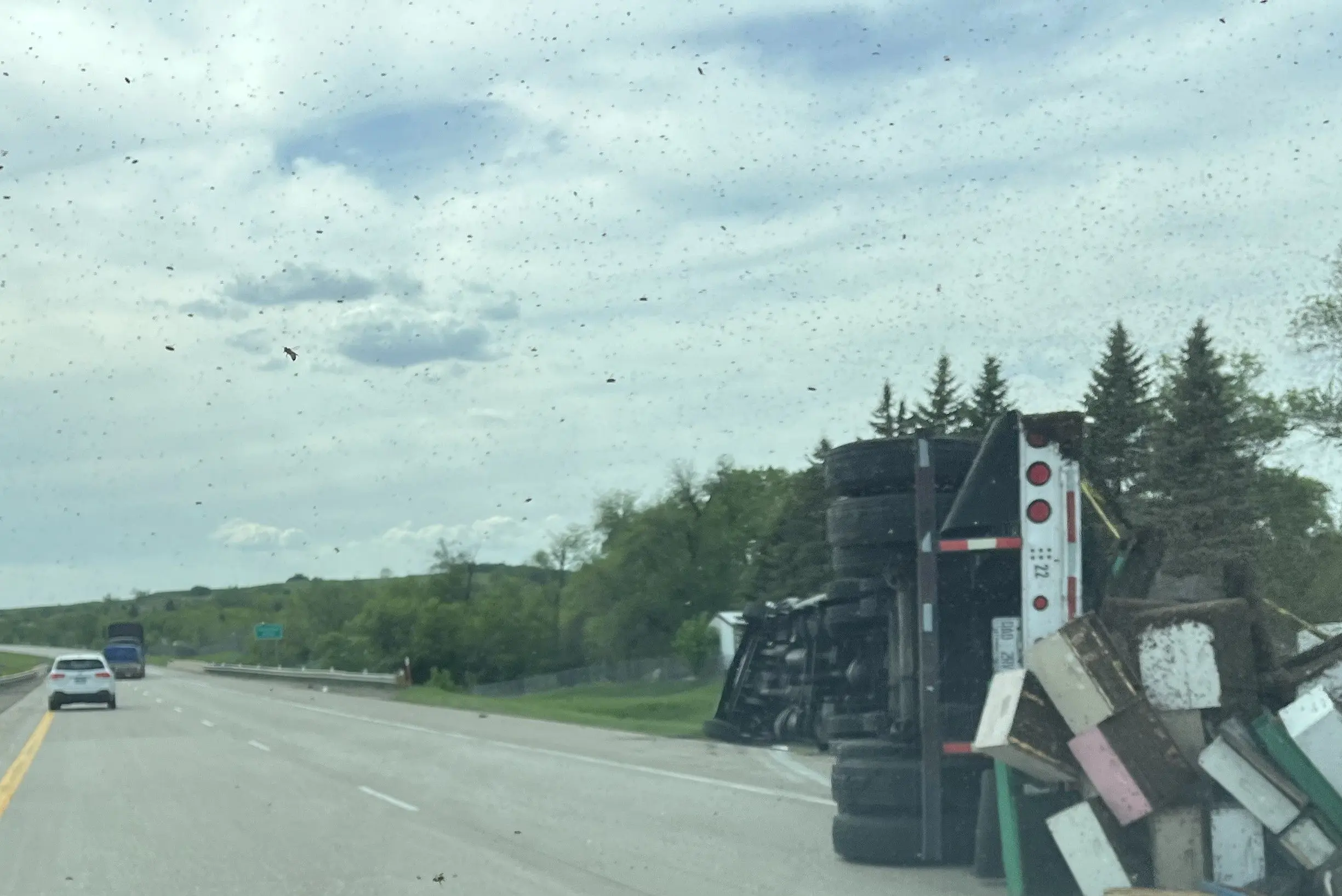 Millions of Bees Displaced Following Crash on I-94 in Valley City ...