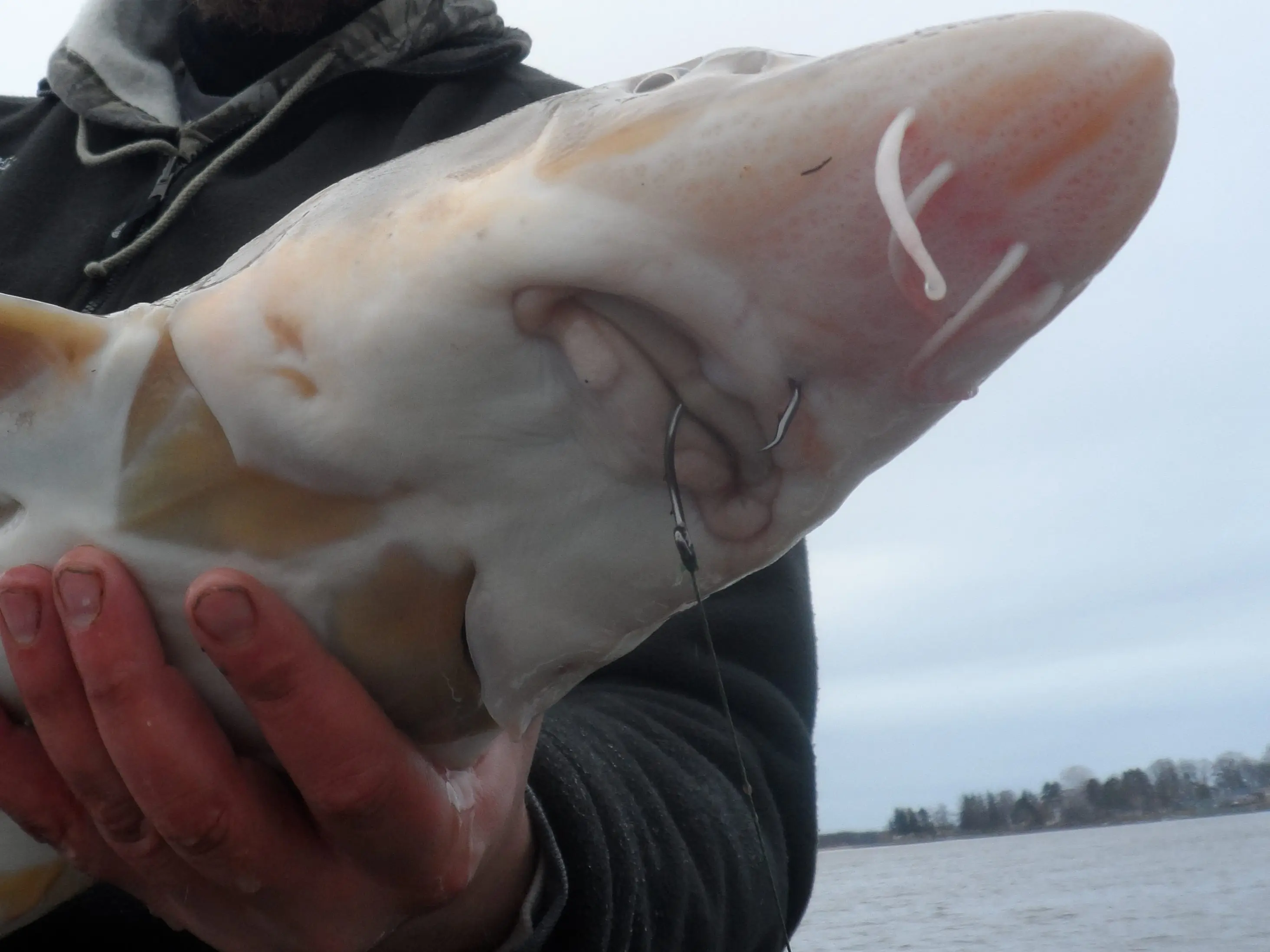 With Red River Sturgeon Comeback, Eyes Turn to Angling | News Dakota