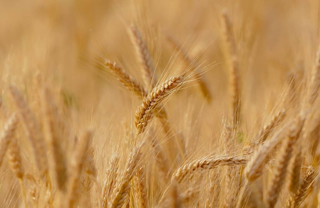 Wheat Export Inspections Rise During the Week | News Dakota
