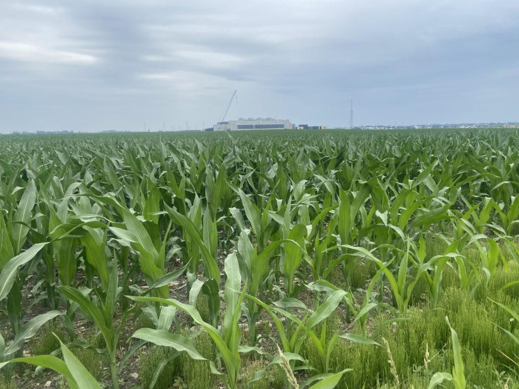 Dallas County ISU Field Agronomist Says Continued Rains Helping Crops ...