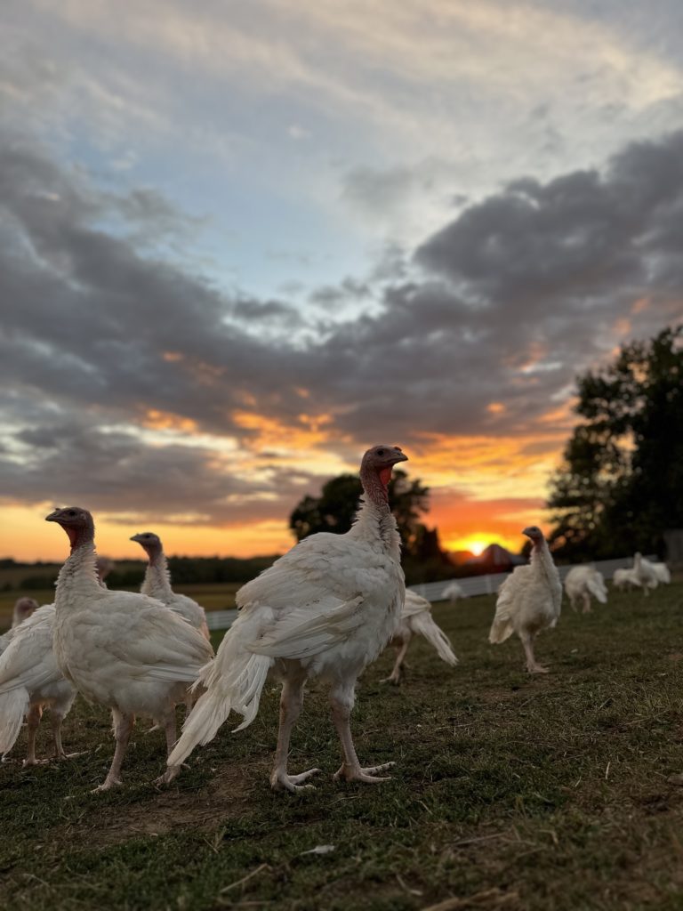 Local Farm Continues Tradition Selling Thanksgiving Turkeys | KCII ...