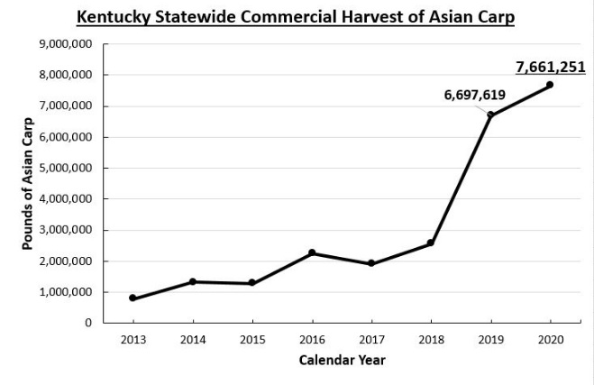 2020 'Record Breaking' Year For Harvesting Asian Carp In Kentucky ...