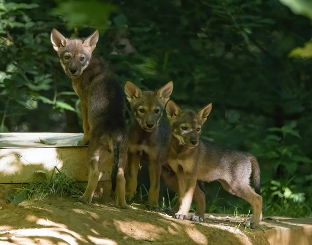 Endangered Red Wolves Born at LBL's Woodlands Nature Station | WPKY 103 ...