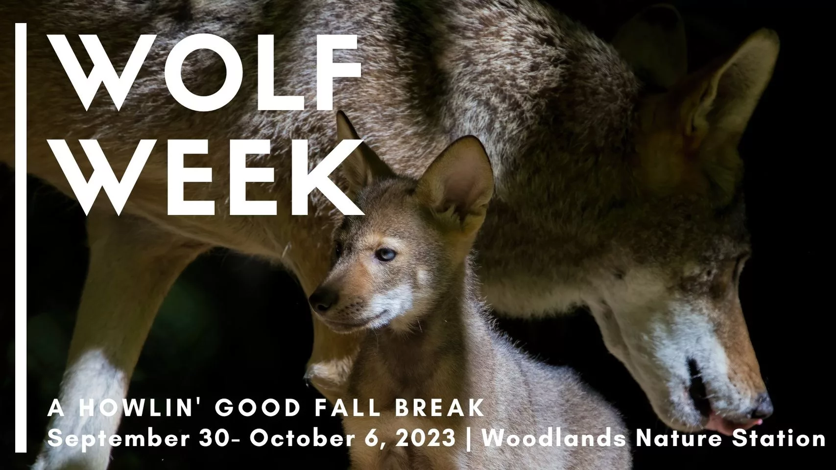 Wolf Week: A Howlin’ Good Fall Break Woodlands Nature Station | WPKY ...