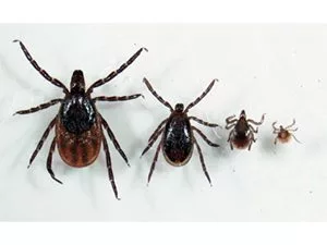 Indiana Health Officials Warn About Ticks | Blazer 91.1 WVUB