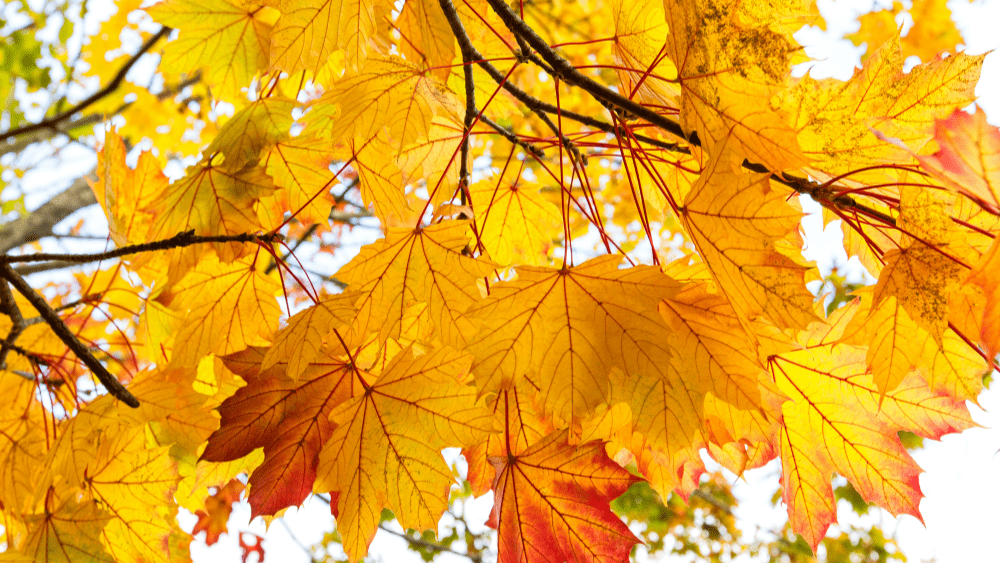 Autumn At The Arboretum returns to Klehm in Rockford | Rock River Current