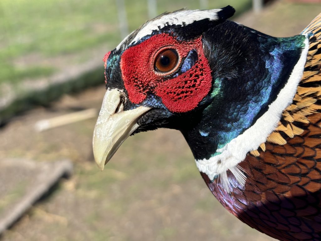 Game Bird Crop Study Underway on Hawaiʻi Island | KWXX - Hilo, HI