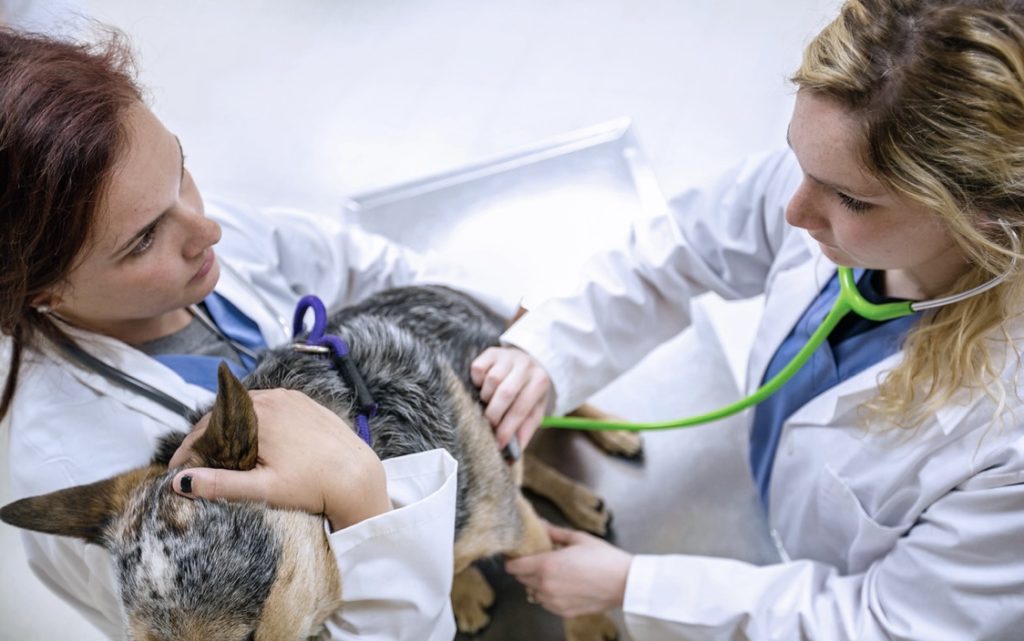 MSU Students Set Veterinary School Acceptance Record Radio NWTN MSU Students Set Veterinary School Acceptance Record Radio NWTN