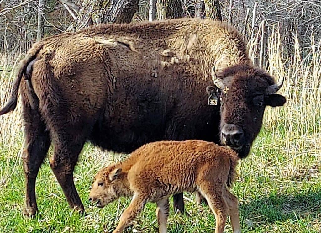 First Baby Bison Of 2022 Born At LBL Prairie | radio NWTN