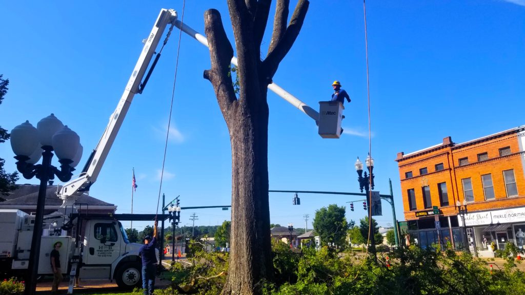 Second 'Weakened' Courthouse Tree Comes Down | radio NWTN