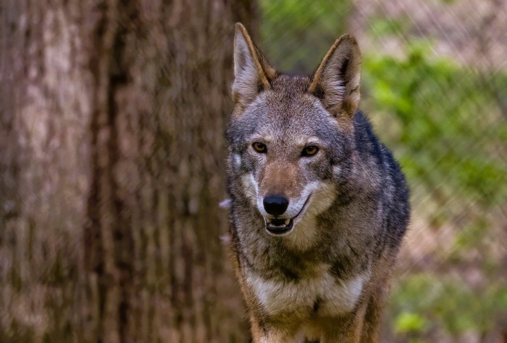 LBL's Beloved American Red Wolf 'Ember' Dies; One Of 300 Left Of ...