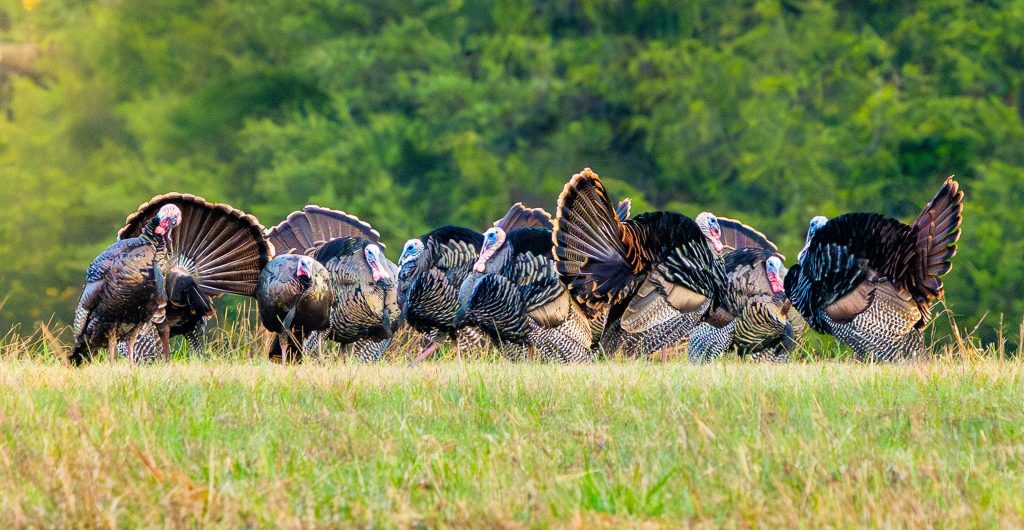 Spring Turkey Hunting Season Starts April 11 | radio NWTN