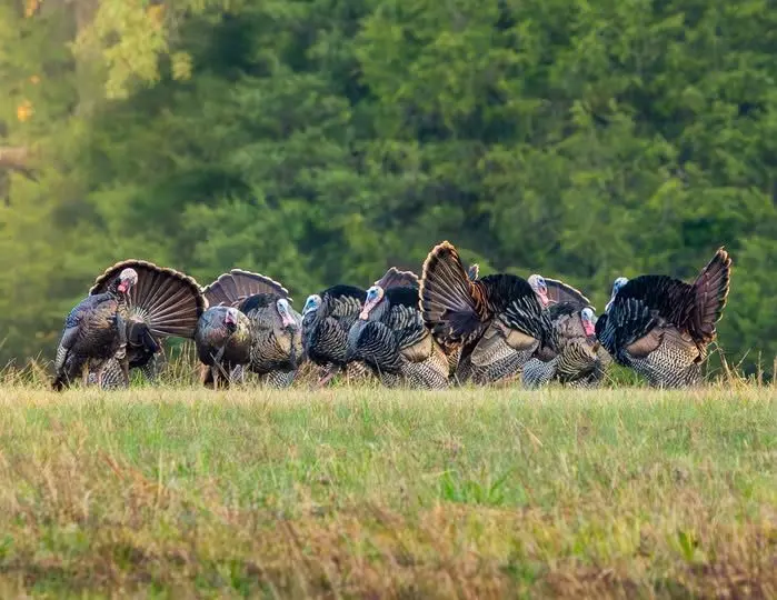 TWRA Wild Turkey Summer Observation Survey Opens | radio NWTN