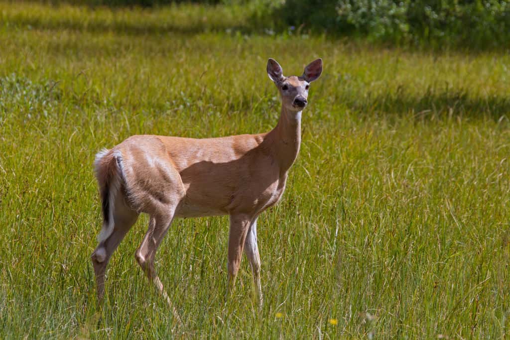 DNR Reminding Hunters To Keep An Eye Out For EHD As Deer Season Starts ...