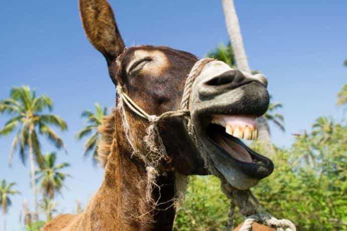 Meet Harriet, The Opera Singing Donkey | 93.1FM WIBC