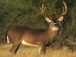 Illinois Deer Harvest Slightly Down in 2025 Firearm Season | Newsradio WJPF