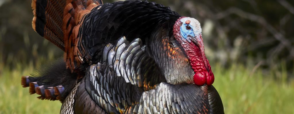 Illinois public lands are now open for the spring season for wild ... Illinois public lands are now open for the spring season for wild ...