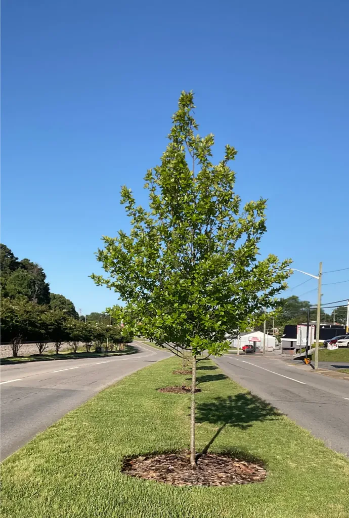 City of Danville's Residential Street Tree Program Offering Street Tree ...