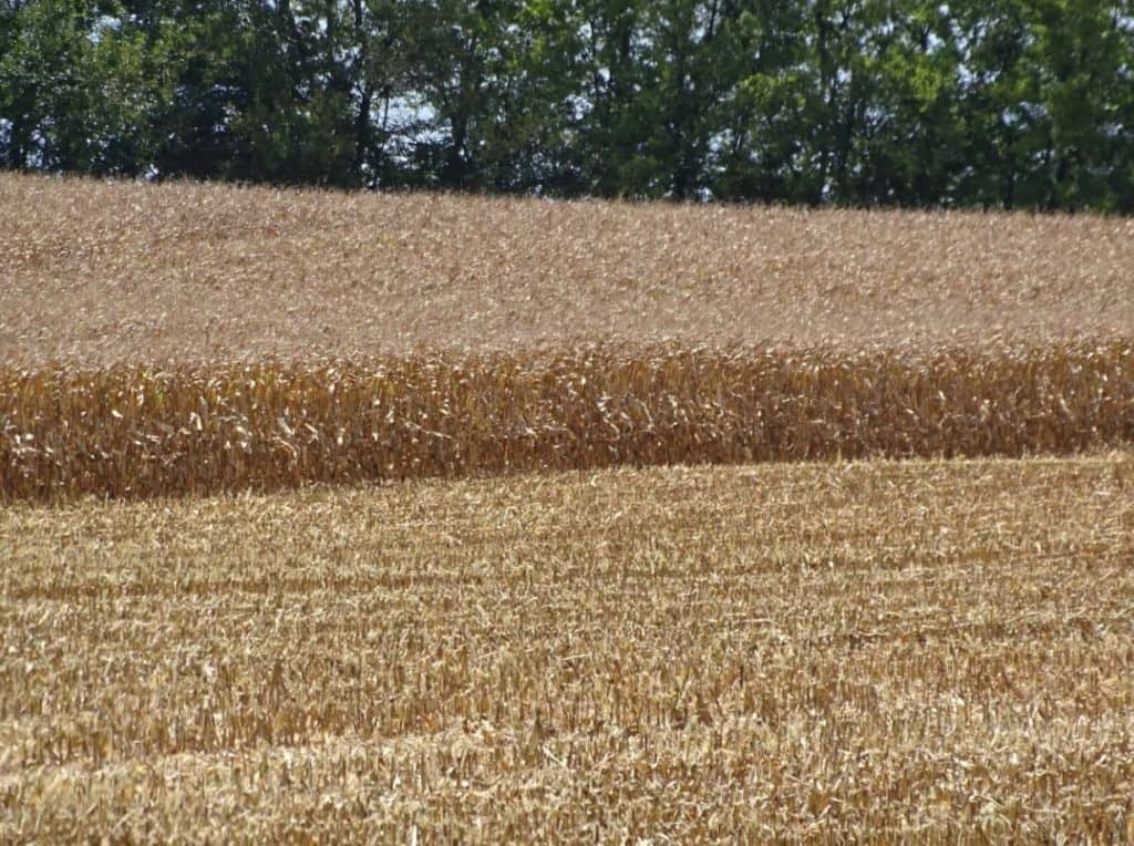 Pioneer Agronomist Kyle Holmberg Recaps Corn Season | Ag News Kentucky