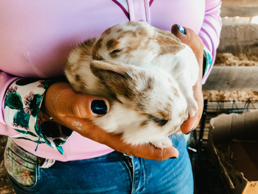 PHOTOS – 4-H/FFA Rabbit And Poultry Show | Ag News Kentucky