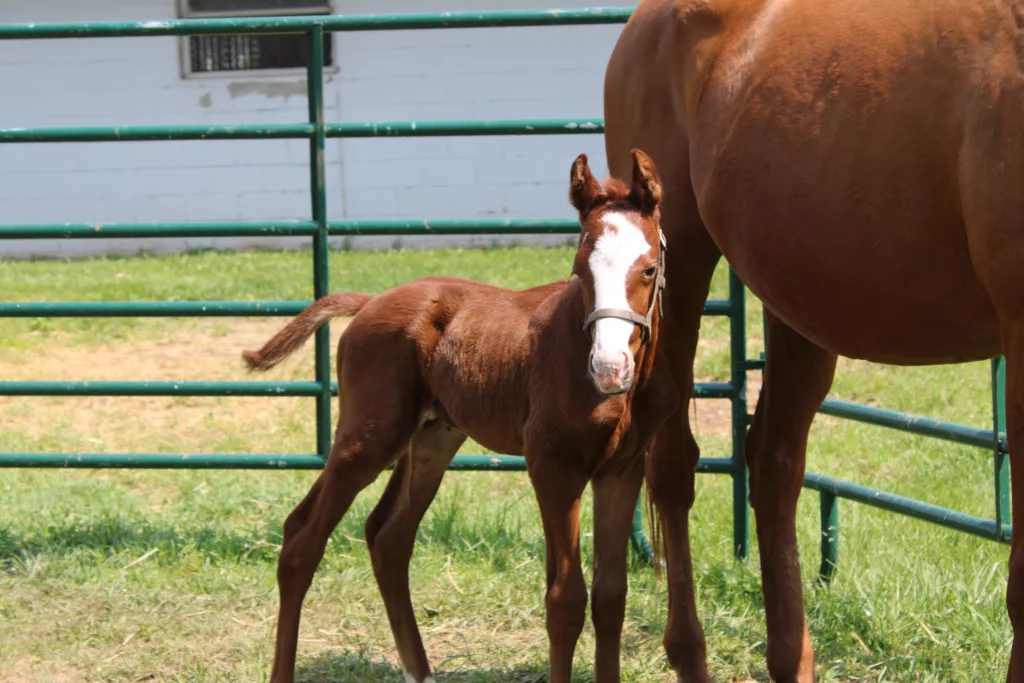 The Process Of Foaling Horses And Preparing Yearlings | Ag News Kentucky