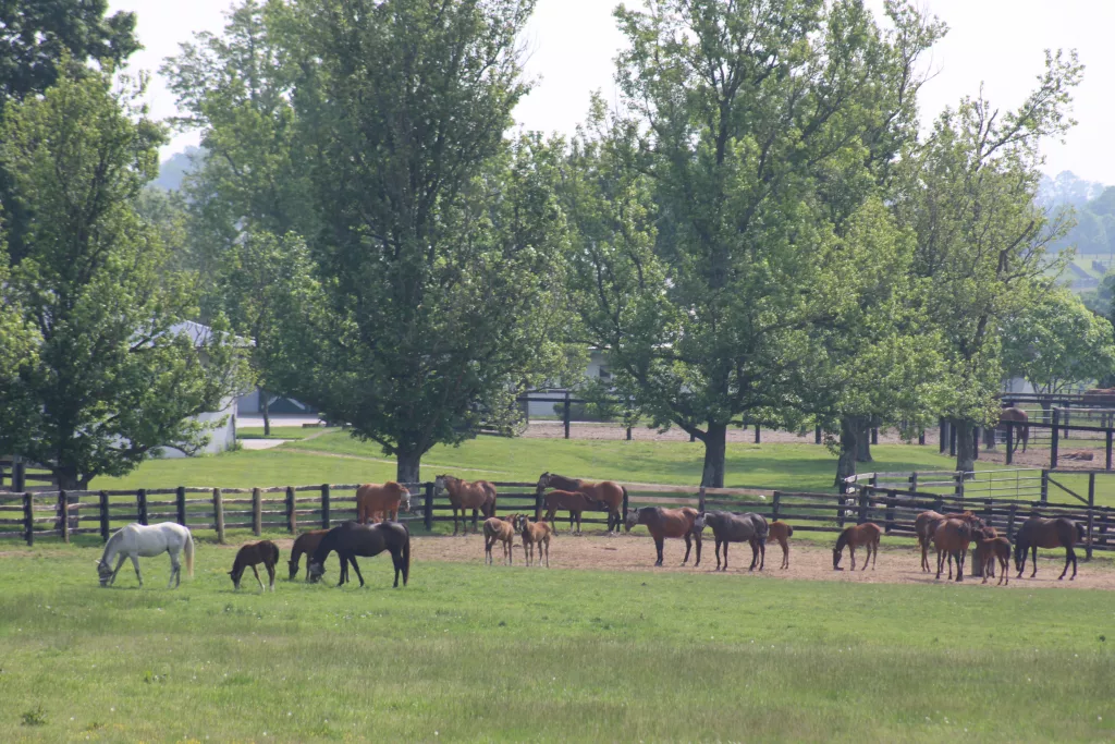 The History Of Denali Stud Farm In Paris w/VIDEO | Ag News Kentucky
