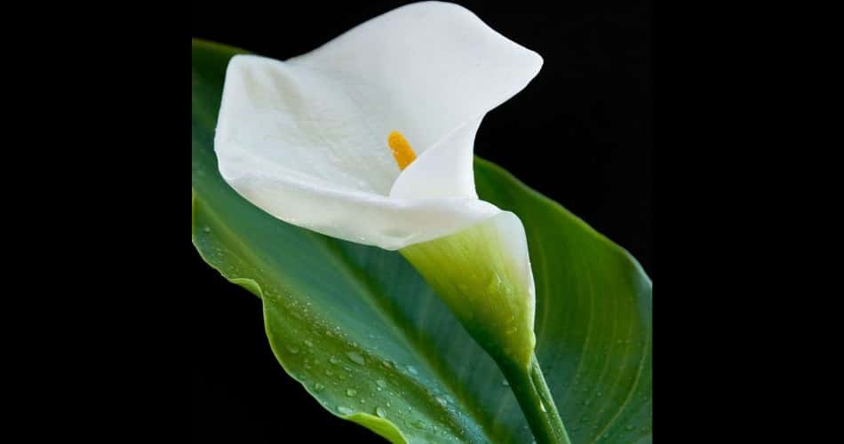 Gayle Elizabeth Welch | Brownwood News