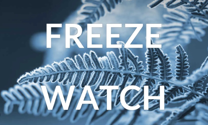 Freeze Watch Issued for Brown County | Brownwood News