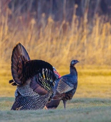 Rio Grande Wild Turkey Spring Season Opens March 23rd | Brownwood News