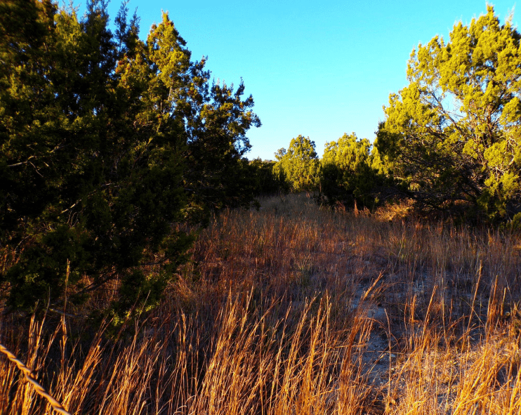 DIANE ADAMS: The wind in the grass | Brownwood News