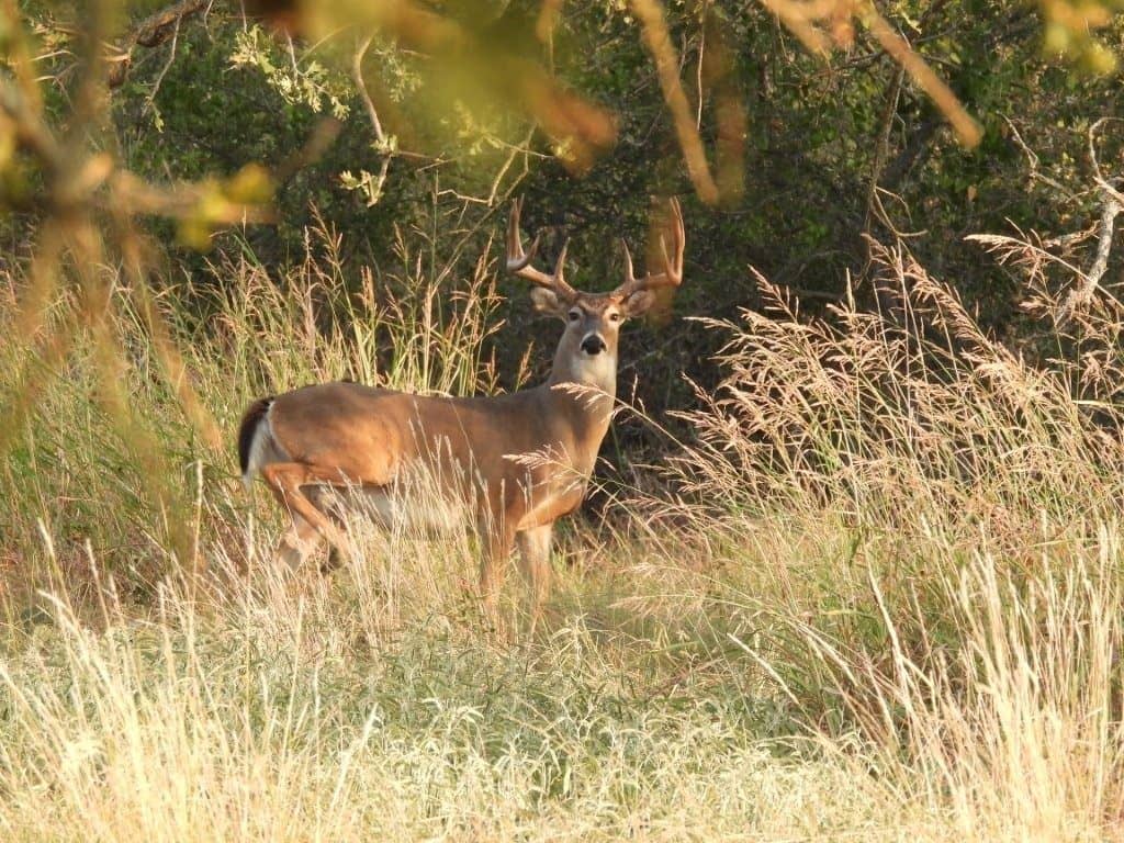 Texas Game Wardens Bust Illegal Deer Operations Across the State ...