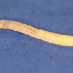 Crop pests on the move | News-Talk 1230 KFJB