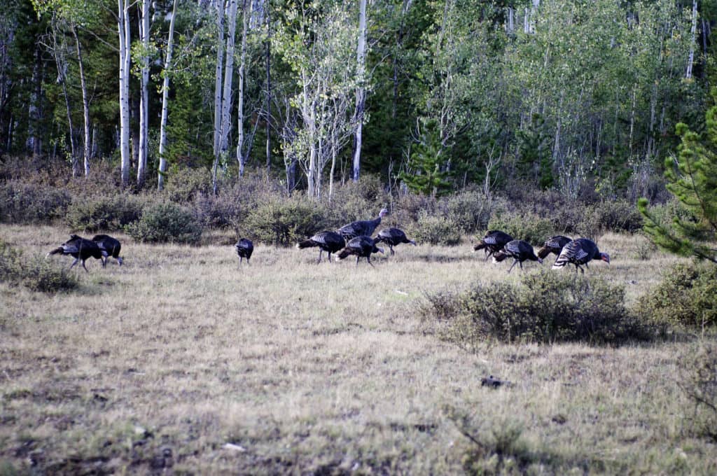 Applications for Utah's Spring 2025 Limited-Entry Turkey Hunt Open Dec ...