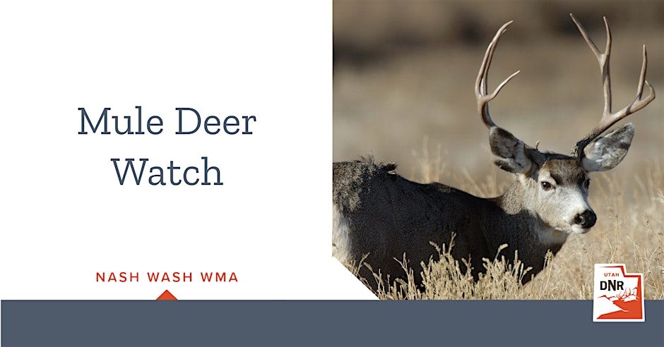 Mule Deer Watch – Nash Wash WMA | KOAl - Price,UT