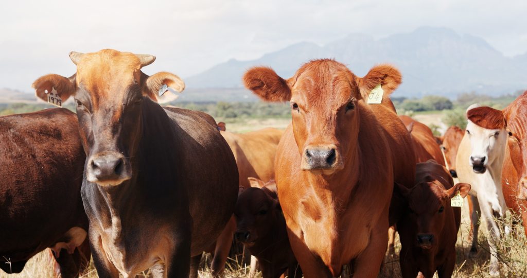 BQA Certification Workshop aims to help local ranchers boost cattle ...