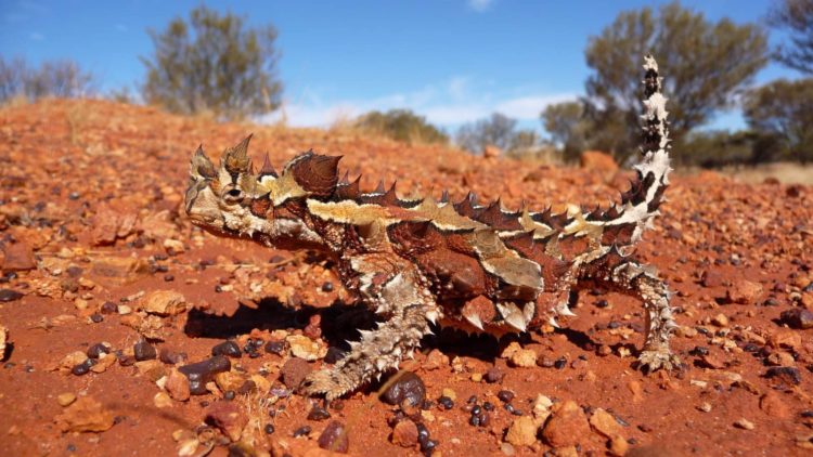 Wildly Successful: The Thorny Devil - Greenwich Sentinel